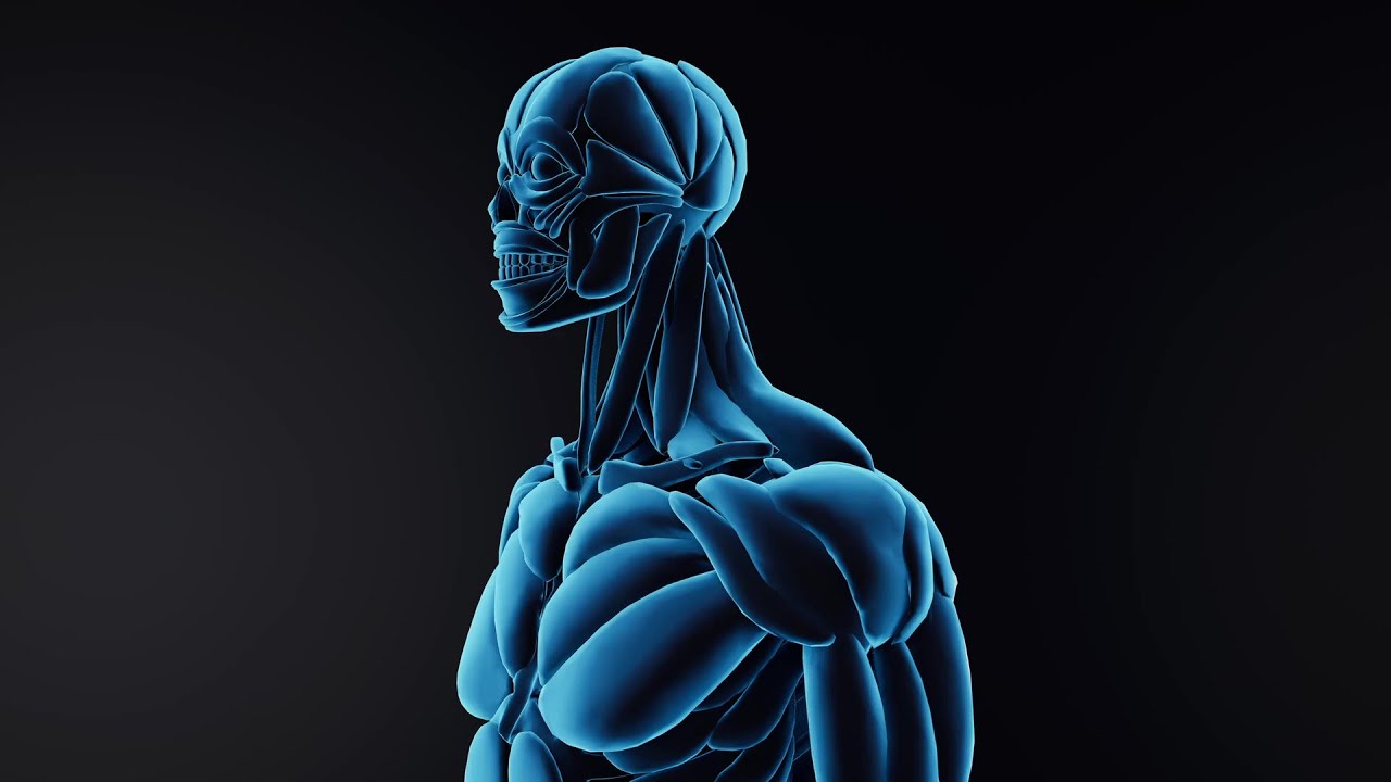 Mastering Human Anatomy A Guide to the Body's Inner Workings Anatomy ...