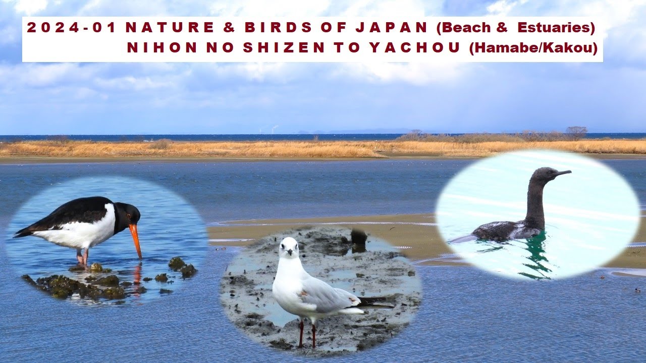 2024 01 NATURE & BIRDS OF JAPAN Beach & Estuaries - YouTube
