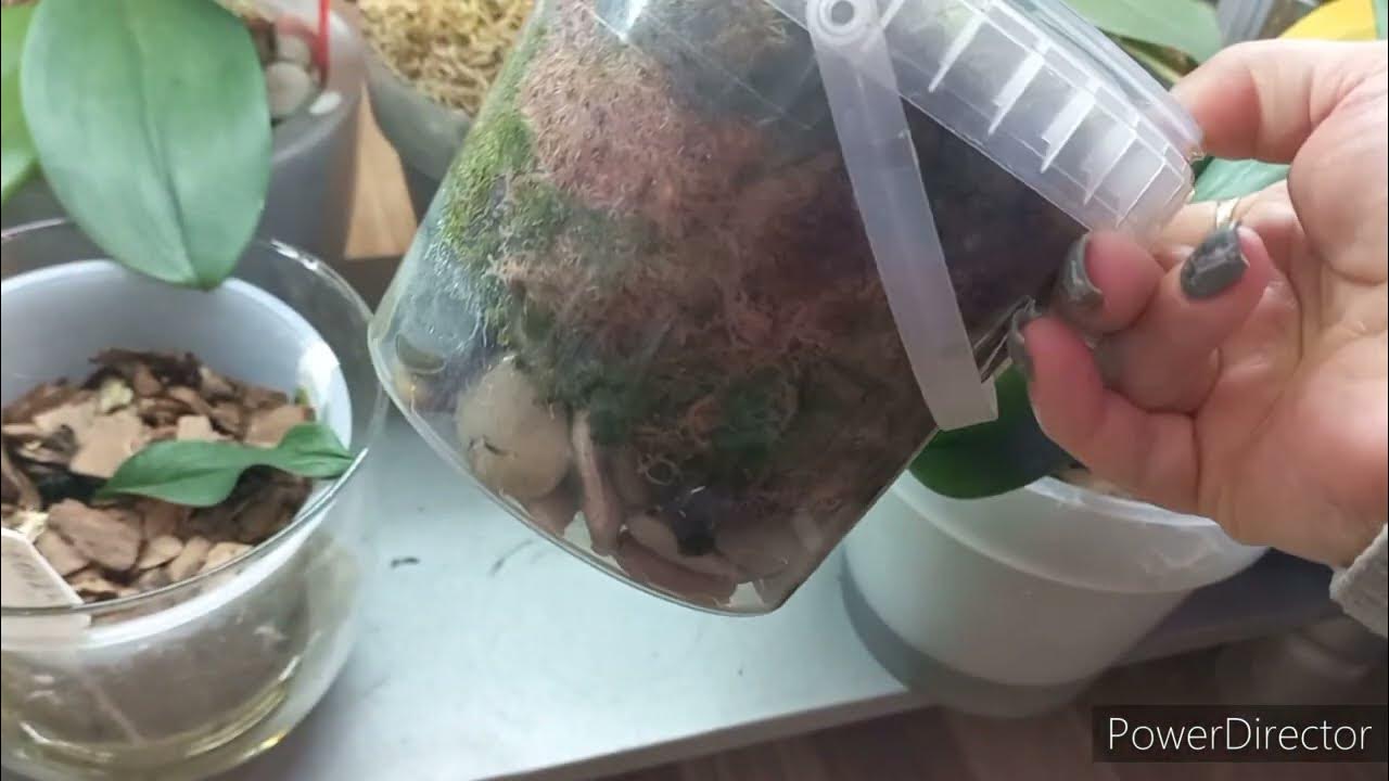 Все Сдала Свою Ласточку/Почта,Озон,Рынок и все Пешком/Сколько для Сада ...