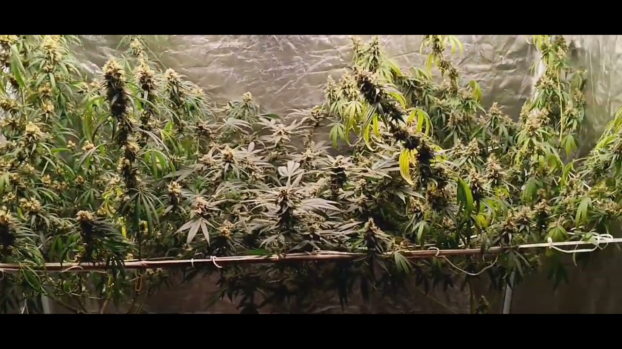 Beginning Growing week 8 flower bag seeds - YouTube