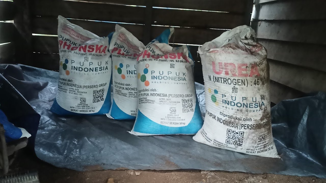 pemupukkan Si Dumpy 130 pokok - YouTube