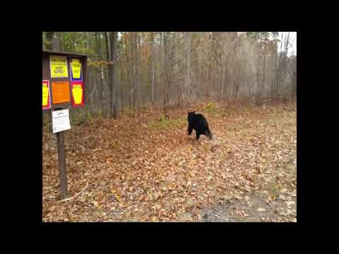 Bear Release - YouTube