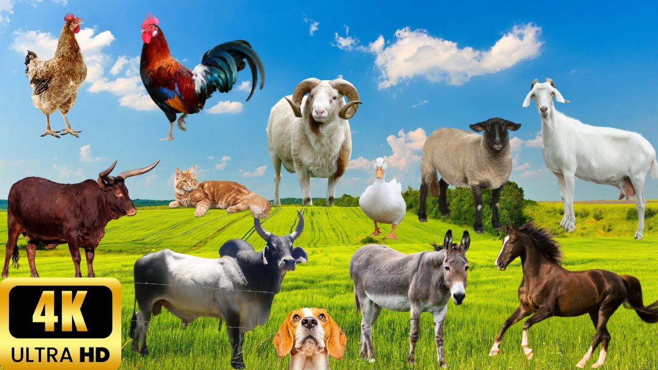 Animal Sounds : Cow, Horse, Goat, Sheep, Pig, Dog, Duck, Llama ...