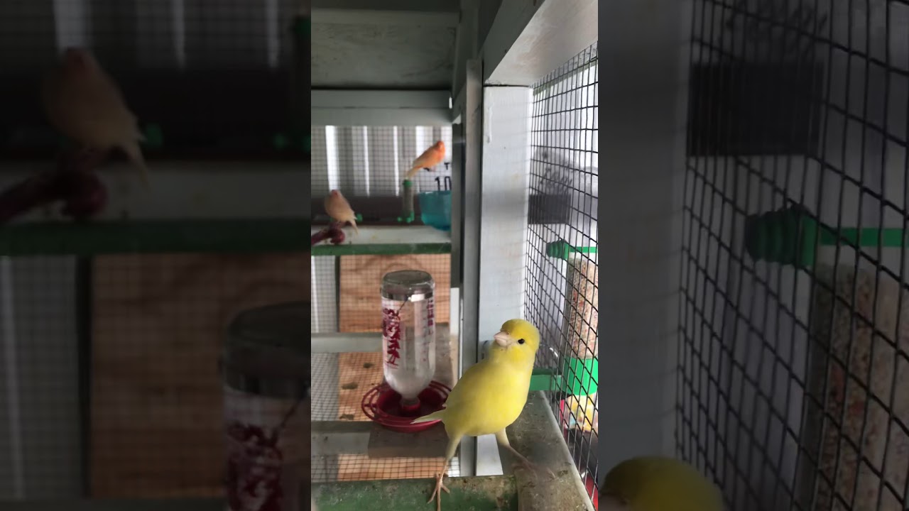Canary and Finch Aviary - YouTube