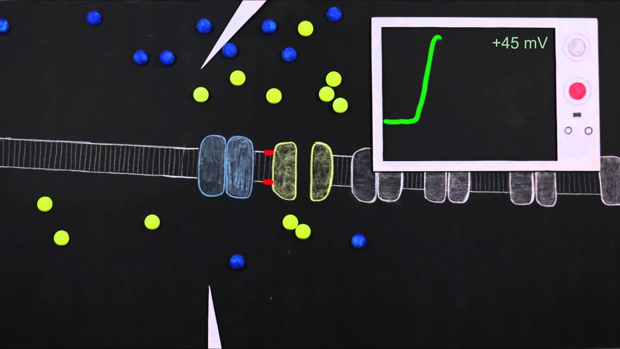 Ionic Basis of Action Potentials - YouTube