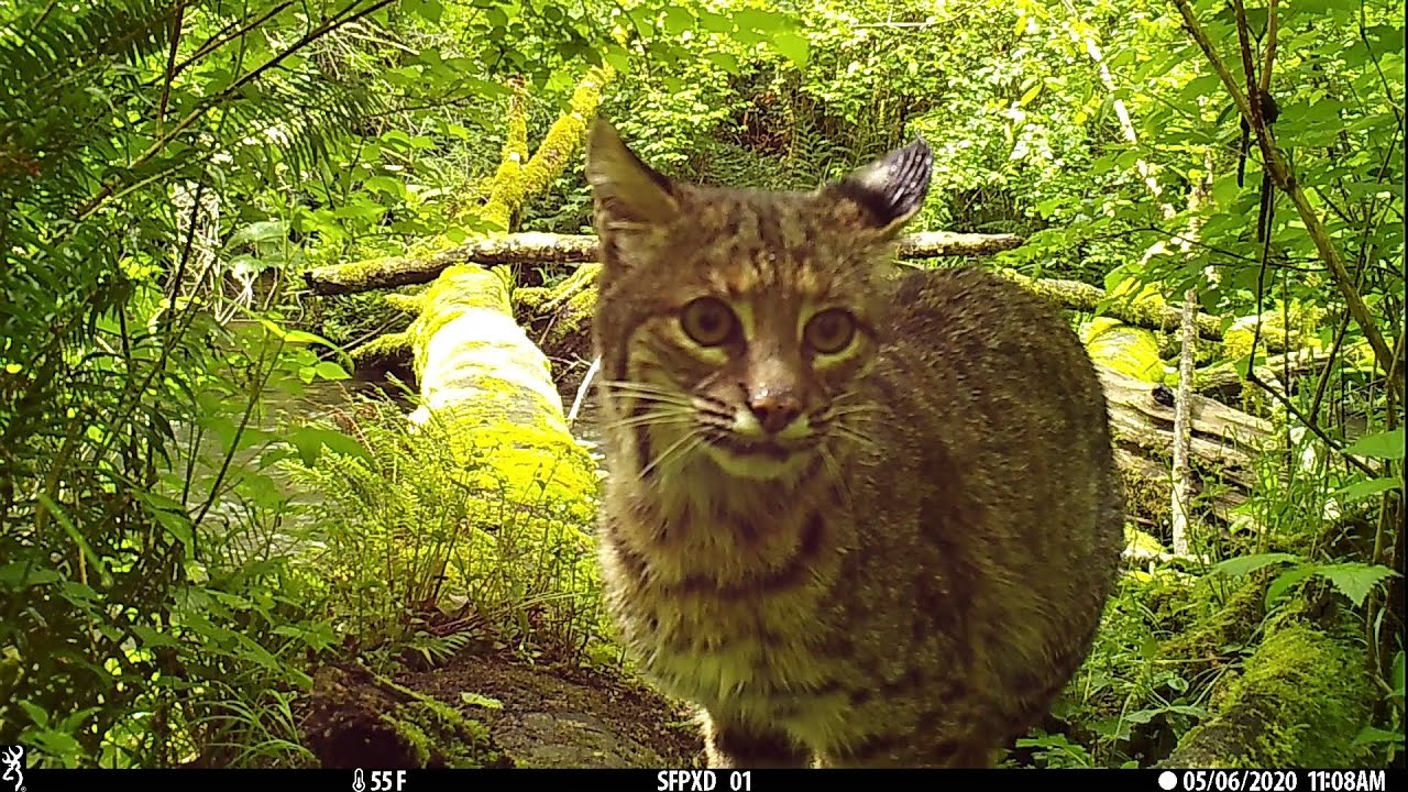 Bobcat jumping at 1/2 speed - Browning Recon Force Edge Trail Camera ...