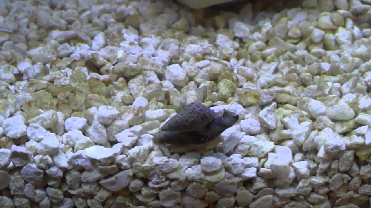 Dwarf Hermit Crabs - Battle over the shell - YouTube