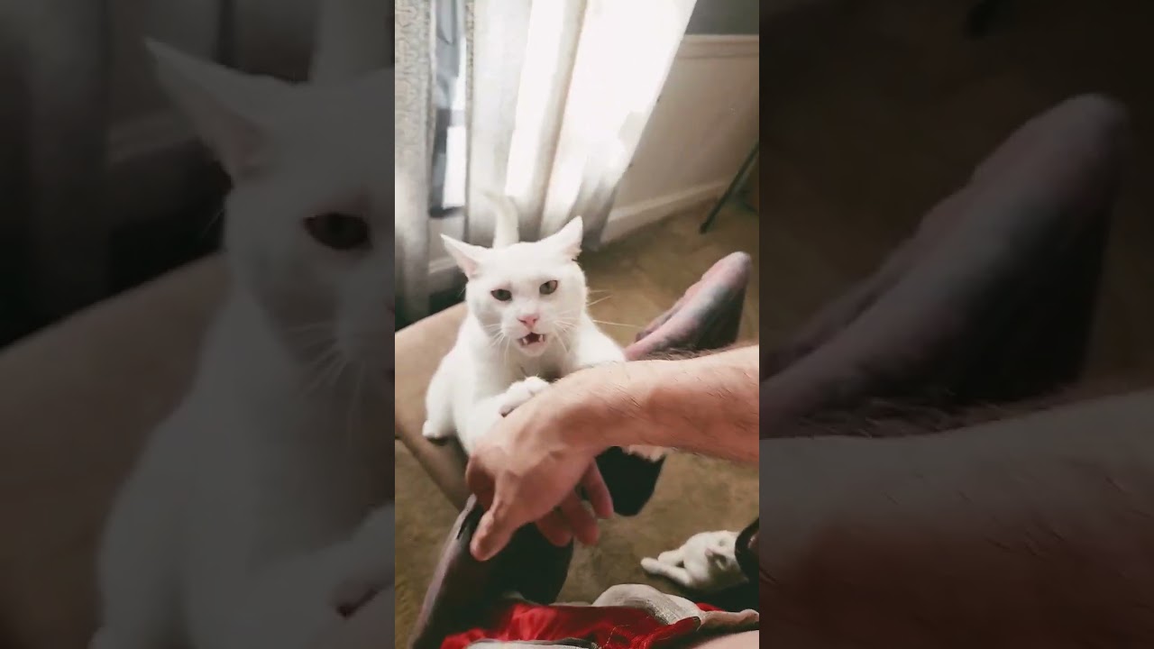 kitten attacks - YouTube