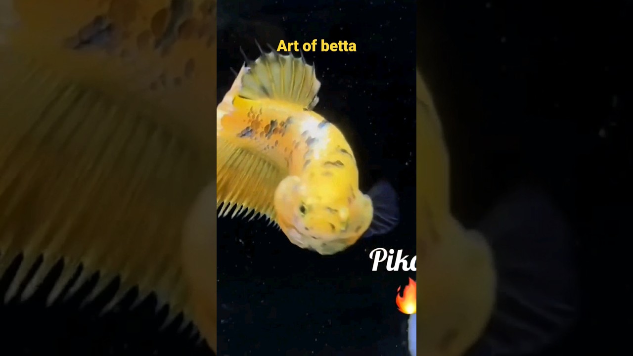 Pikachu Art of Betta #bettafish #斗鱼 #bettafishthailand #ikanbetta # ...