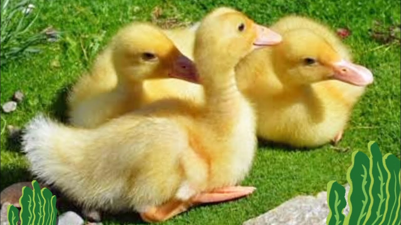 WooW.. Very cute ! two little ducks are playing ( part 217 ) 🦆🦆🦆 - YouTube