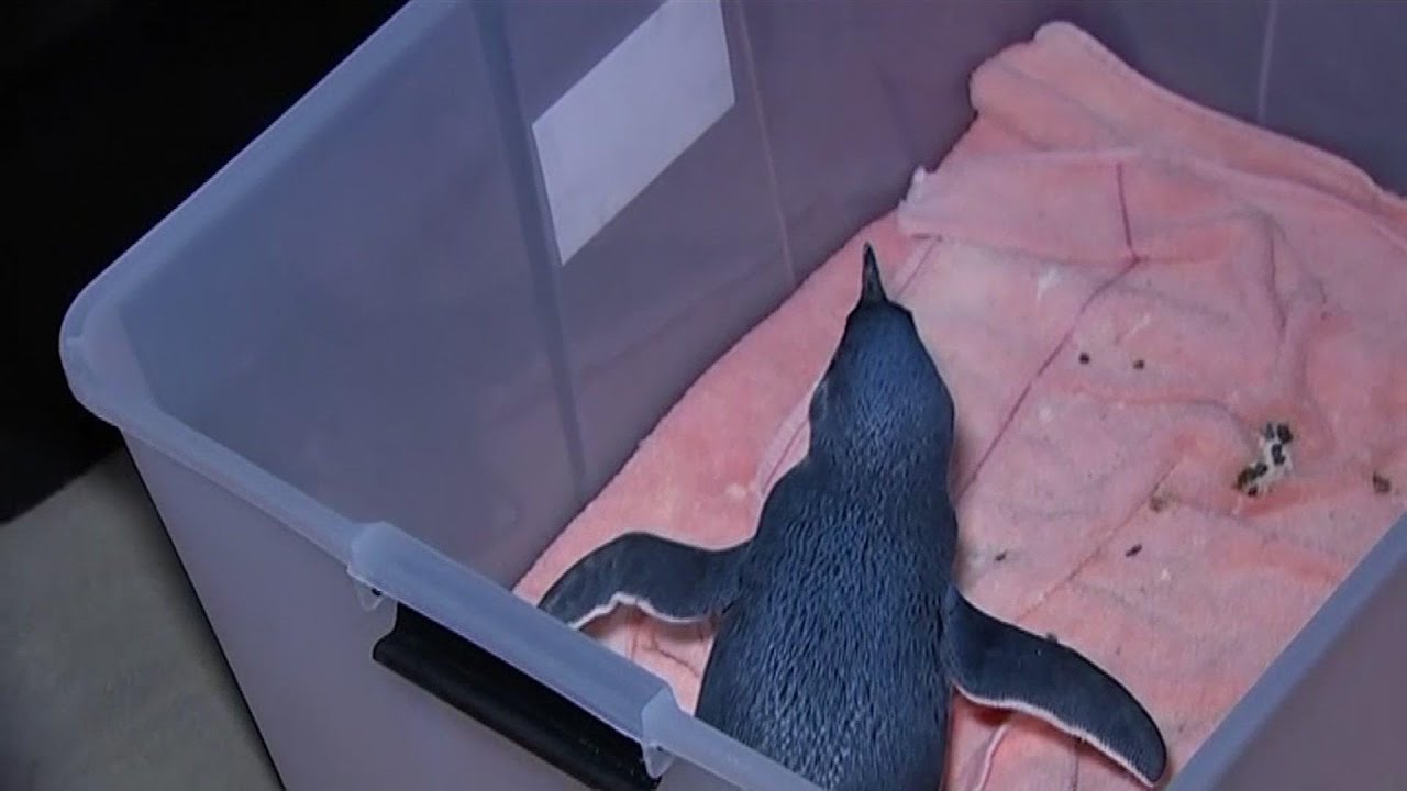 Rescued penguins released back into the sea - YouTube