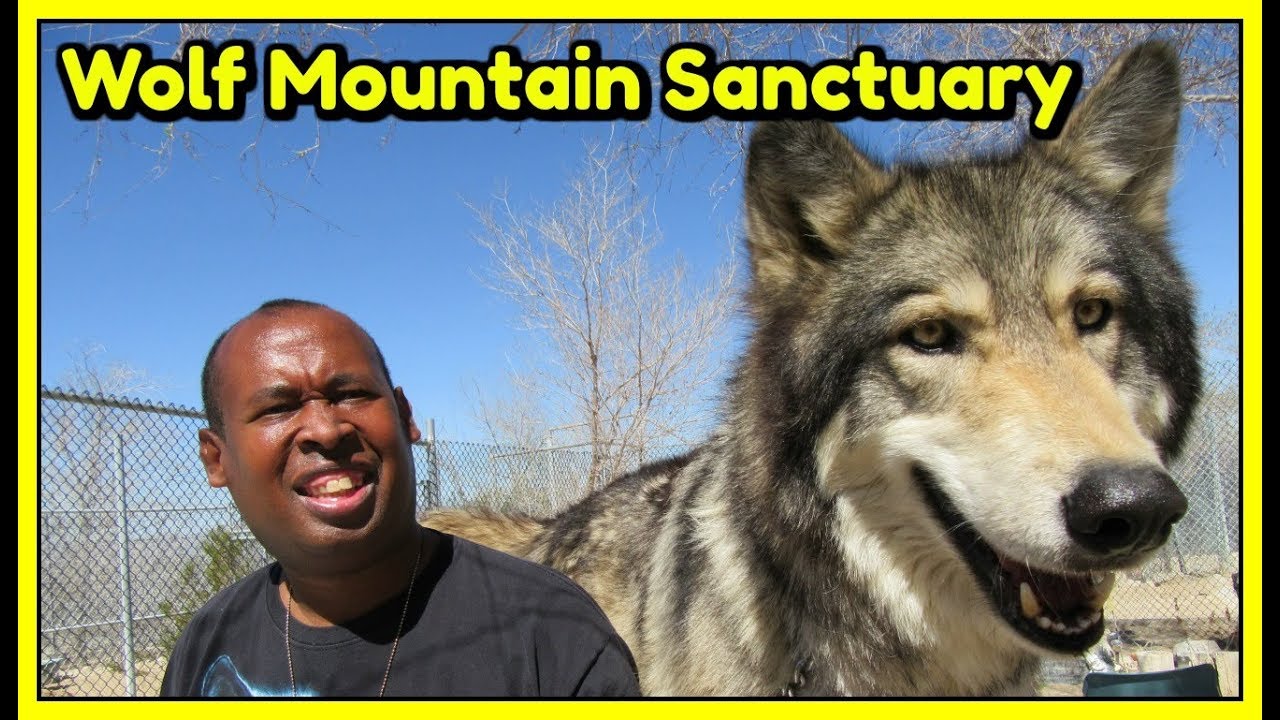 MIDNIGHTSKYWOLF - Wolf Mountain Sanctuary 2017 - YouTube