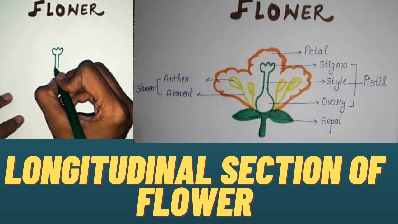 Longitudinal section of flower/how to draw longitudinal section of ...