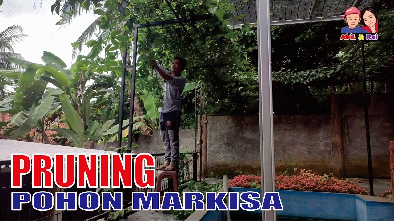 PRUNING POHON MARKISA - YouTube