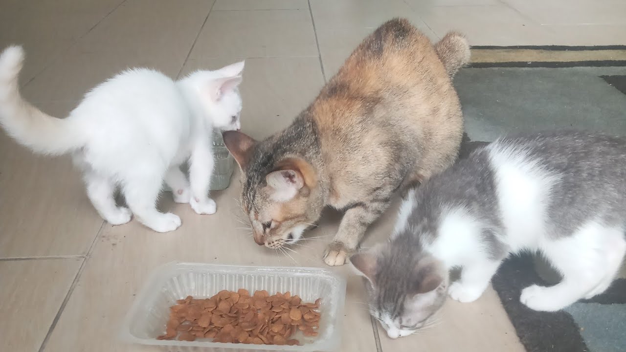 Today Cats & kittens are 599 and 504 and 453 and 447 & 440 & 349 & 275 ...