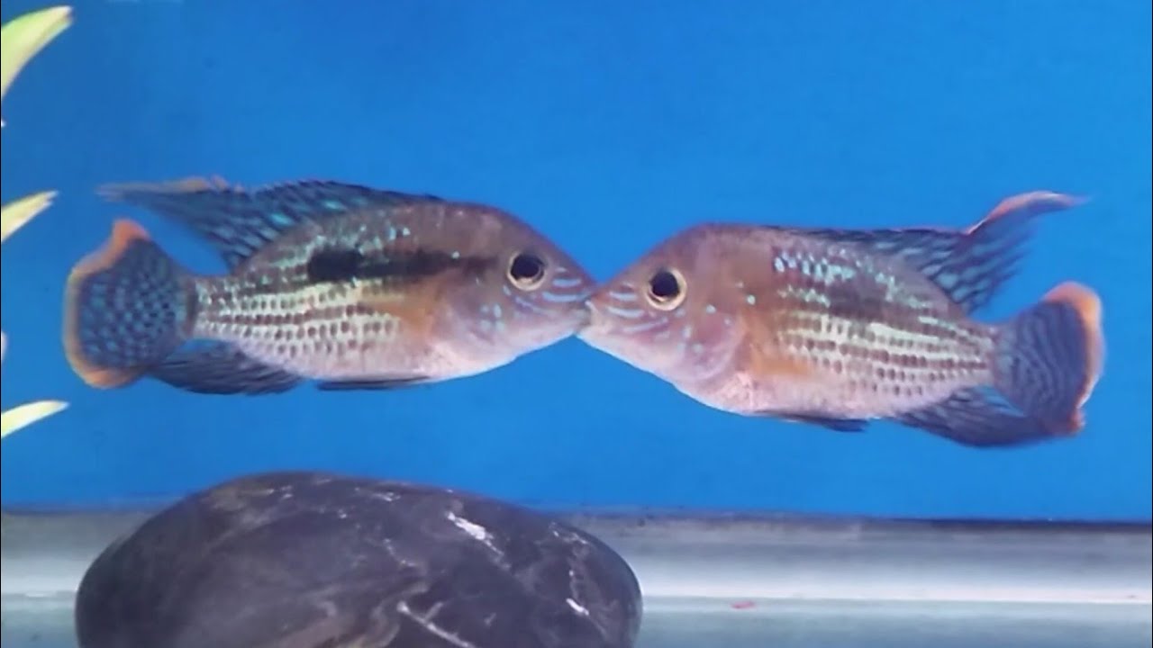 Why Are My Fish Locking Lips | Lipstutorial.org