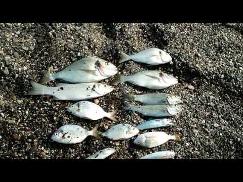 pesking - YouTube