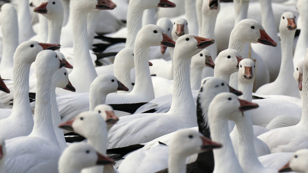 Snow Geese and Cranes Feeding - YouTube