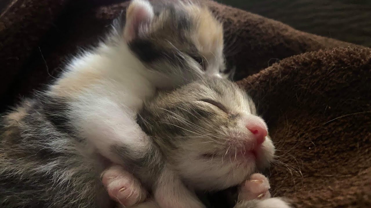 New Born Kittens 💗 Precious's Baby Cats Just Born 💗 Precious The Cat ...