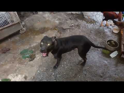 5 yıldır Çiğ (RAW) Besledigim köpeğim sixbits #raw #game #pitbull #köpek