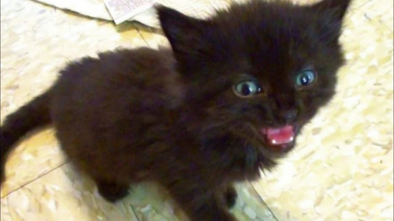 The sound of a baby cat calling its mother|cat sounds |cat voice|cat ...