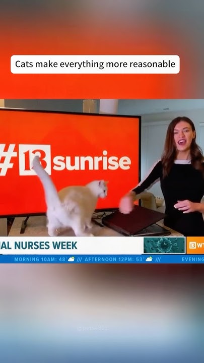 Cat interrupts news interview #cats #suncats #catfunny #funny #catvideos #pet #pets # ...
