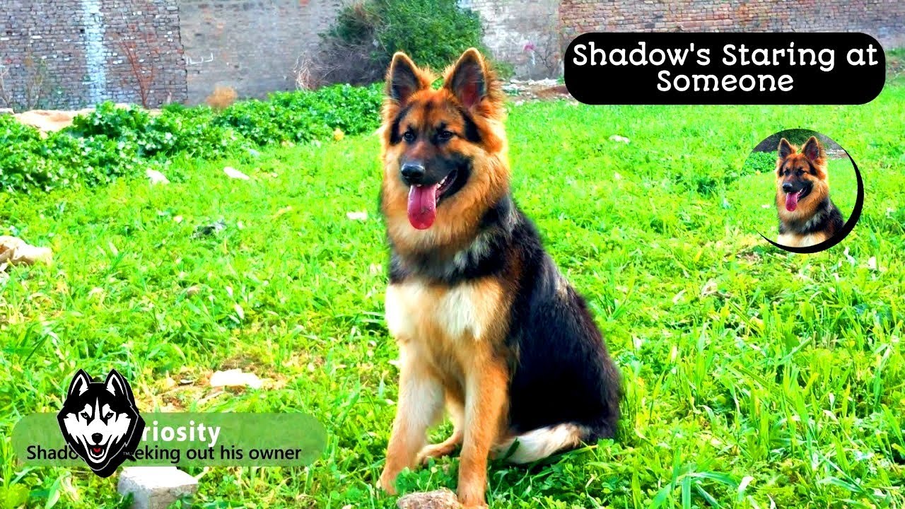Day in the Life of a German Shepherd | 4K Special edition | Shadow ...