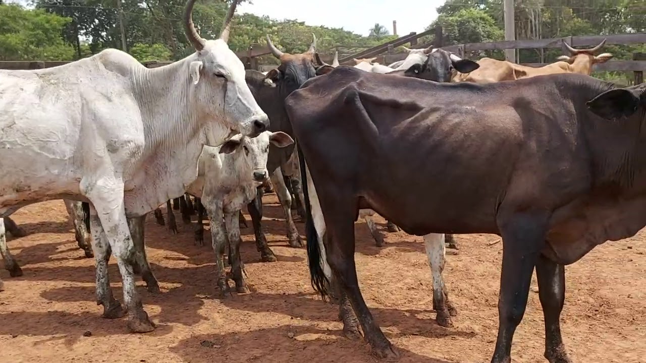 VACAS PARIDAS UM DOS MELHORES INVESTIMENTOS. - YouTube