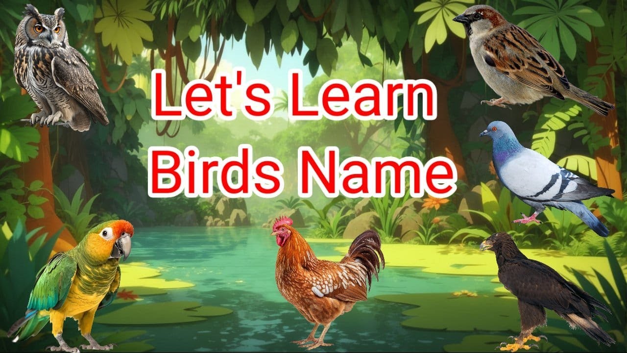 Lets's Learn Birds Name | Little Birdie Tales | Fly with Me | Birds ...