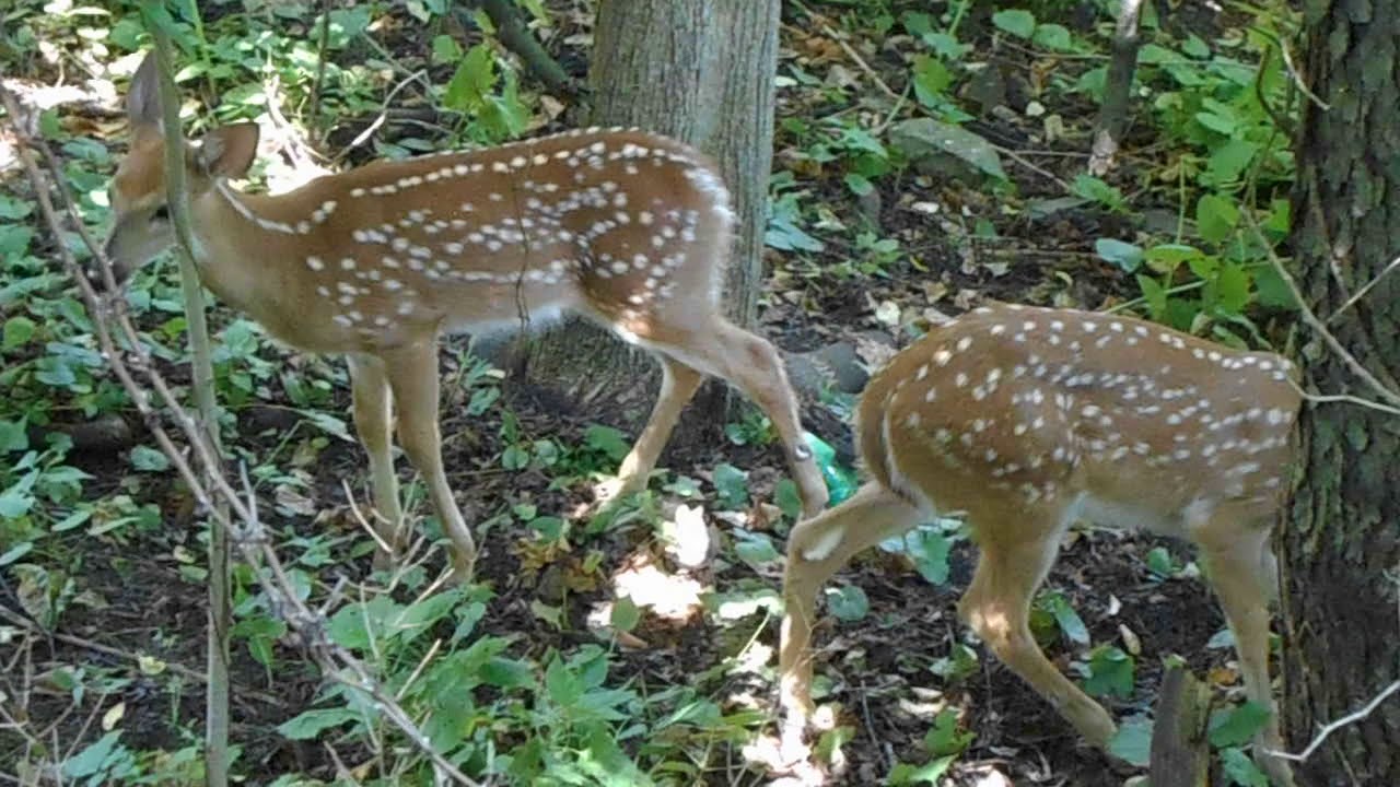 FAWN BABIES - YouTube