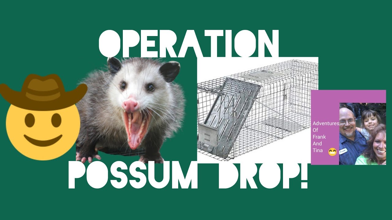 Possom drop rescue and relocation #4 July 8 2018 - YouTube