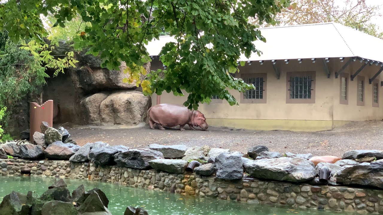 Slow-walker Hippo in the Philadelphia Zoo - YouTube