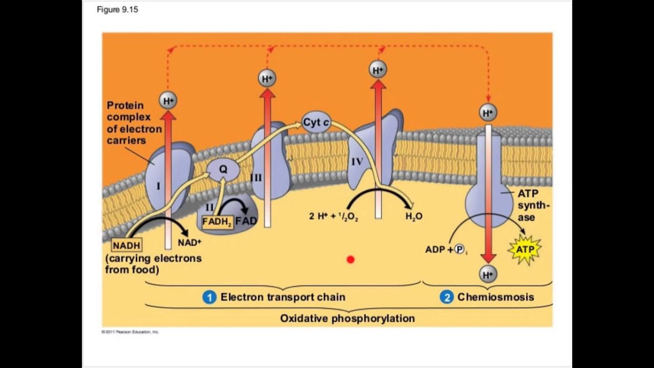 cellular respiration part 2 - YouTube