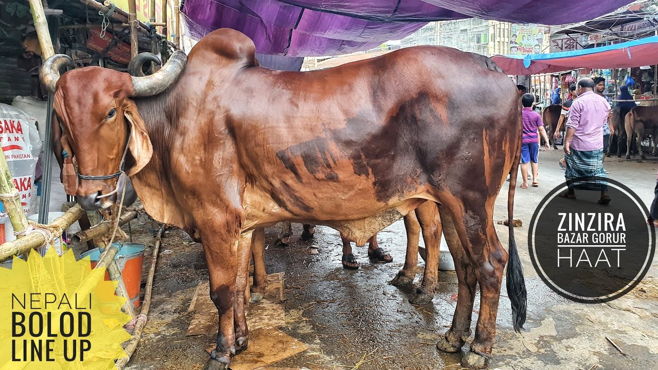 Giant Gyr Bolod Line Up | Zinzira Bazar Gorur Haat Er Bishal Nepali ...