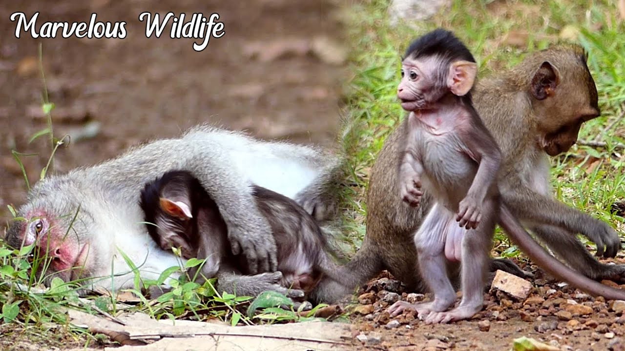 After got milk cute baby very active with Jazzy, Jane monkey family ...