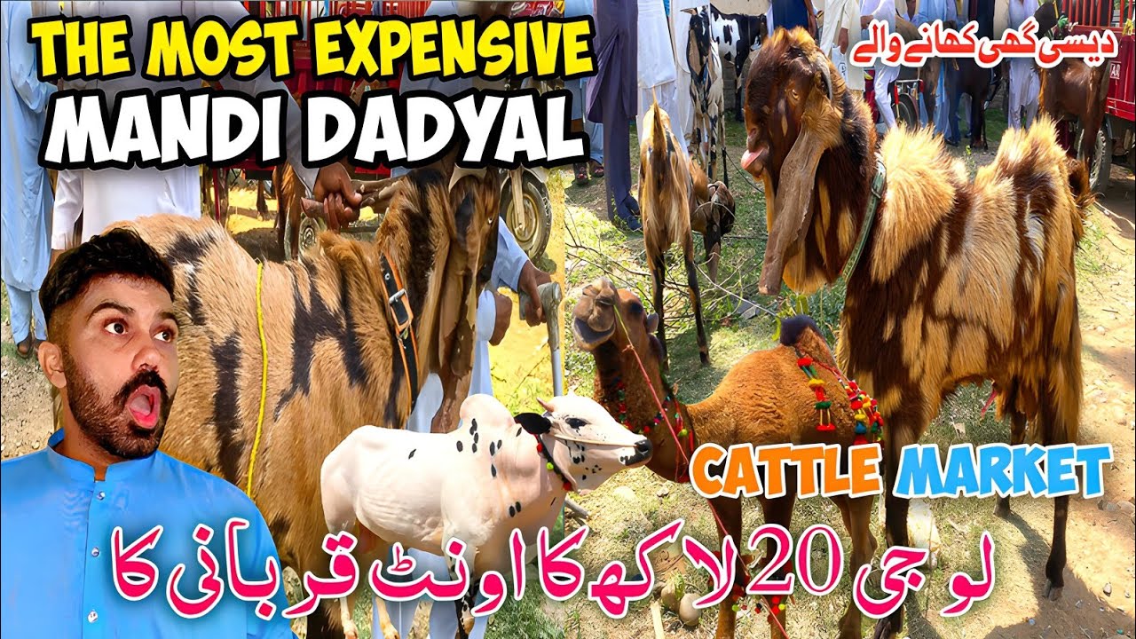The Most expensive cattle Mandi dadyal |Rare bulls and goats worth ...