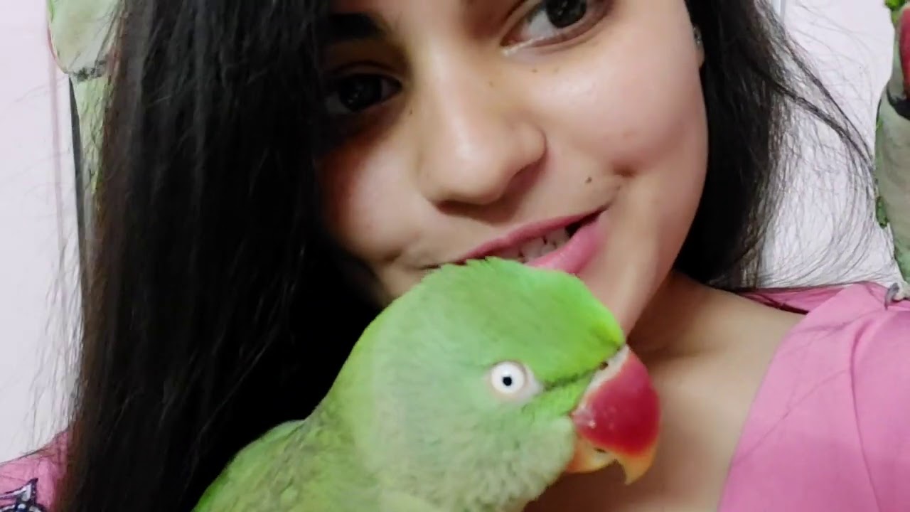 Angry parrot love |Talking parrots 🦜 #talkingparrots #bhyp # ...