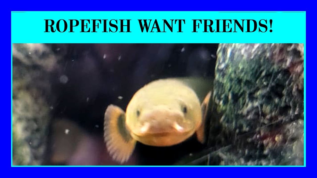 Episode 39 - What Are Good Tank-Mates for Ropefish? - YouTube
