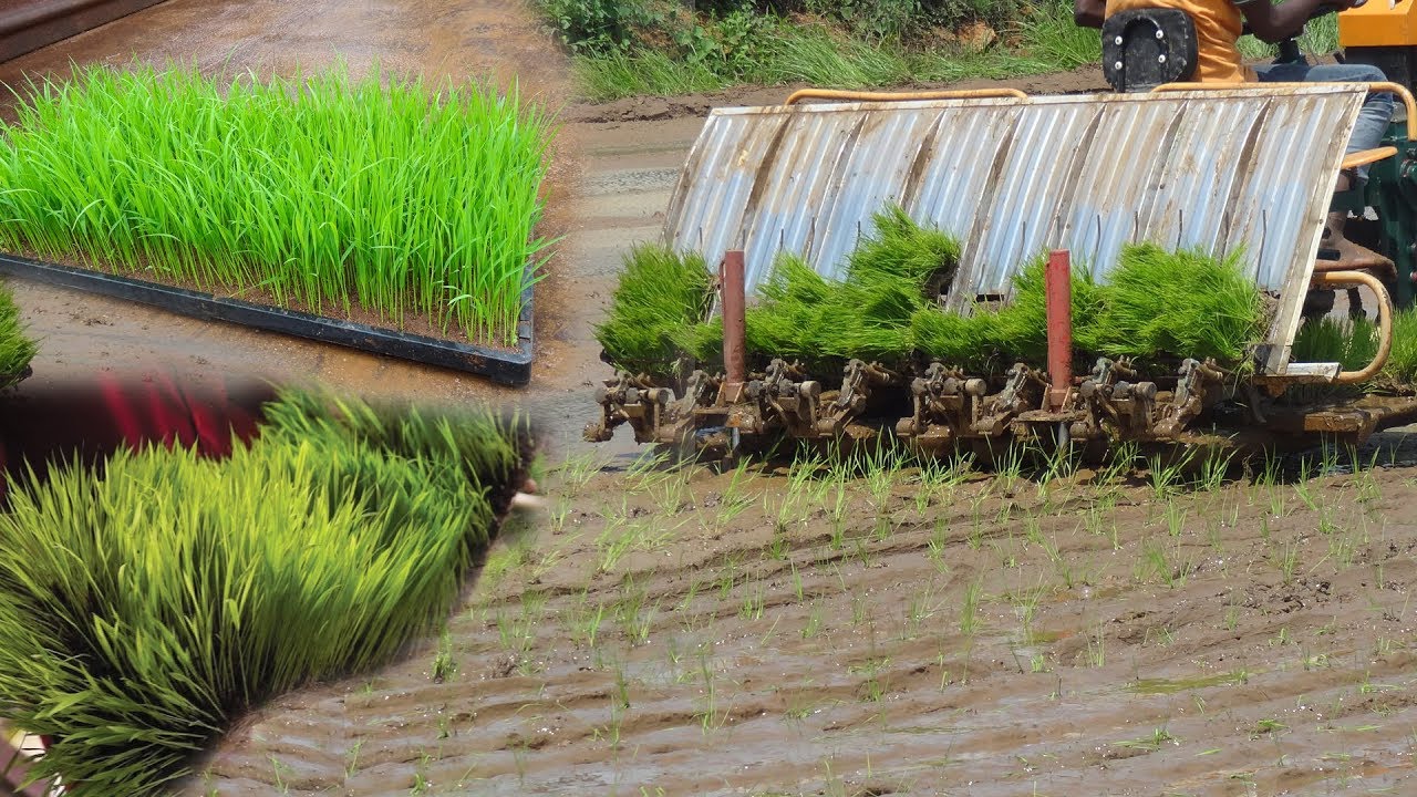 Dhan ropne vala (Transplanter nursery preparation) - YouTube