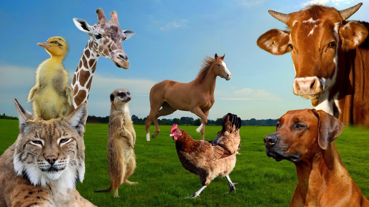 Funny Animal Sounds In Wildlife: Elephant, Cow, Zebra, Horse, Buffalo ...