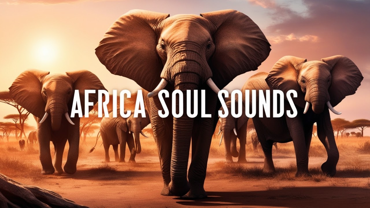 Africa Soul Sounds Live Stream - YouTube