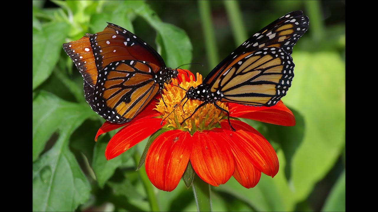 CALM MEDITATE Fly With The Butterfly SHORT 2 Minute Meditation for ...