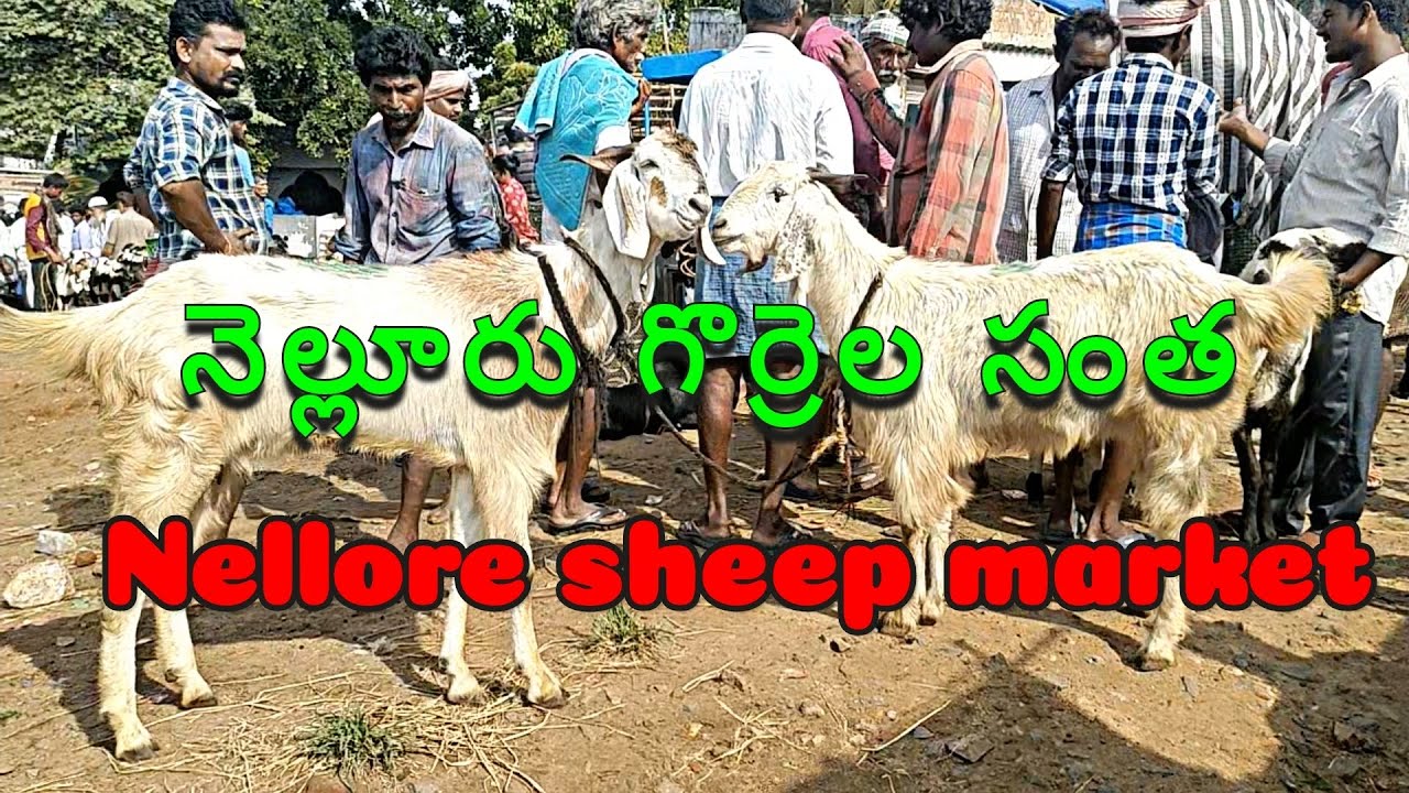 నెల్లూరు గొర్రెల సంత Nellore sheep market 6-5-2023 Nellore sheep ...