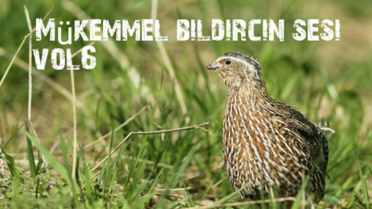 MÜKEMMEL BILDIRCIN SESİ 2./VOL3 - YouTube