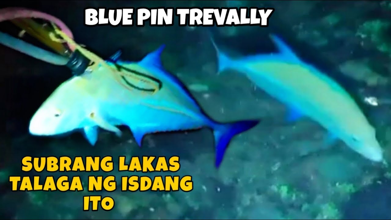 EP 183: BLUE PIN TREVALLY SUBRANG LAKAS TALAGA NG ISDANG ITO | Night ...