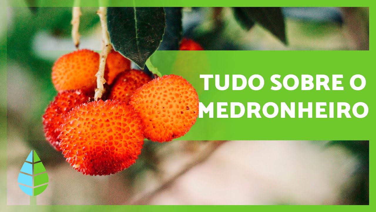 BENEFÍCIOS do MEDRONHEIRO para a SAÚDE 🍒💚 (Propriedades, Para que Serve ...
