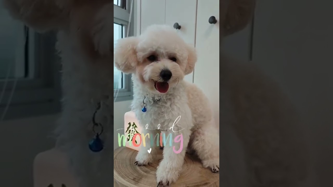 Good Morning Poodle Yawn - YouTube