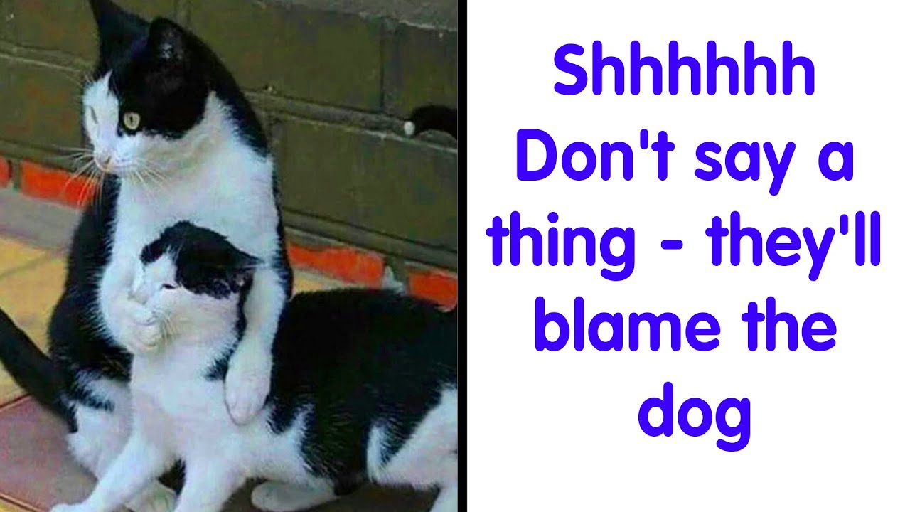 50 Funny Photos Of Cats Being Weird Little Guys - cute cat 2/2 - YouTube