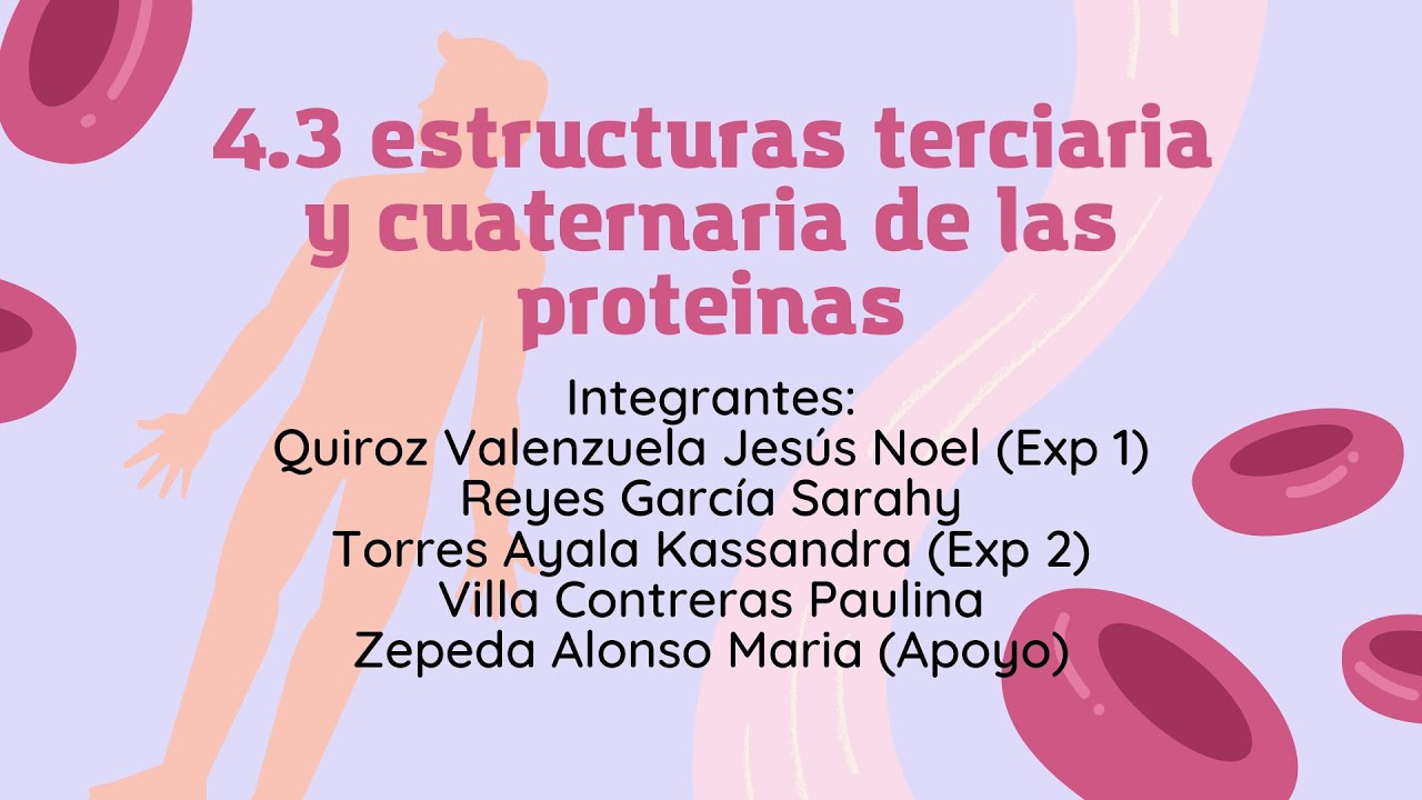 4 3 estructuras terciaria y cuaternaria de las proteínas - YouTube