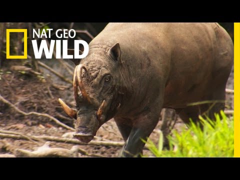 The Bizarre "Pig Deer" | Wild Indonesia - YouTube